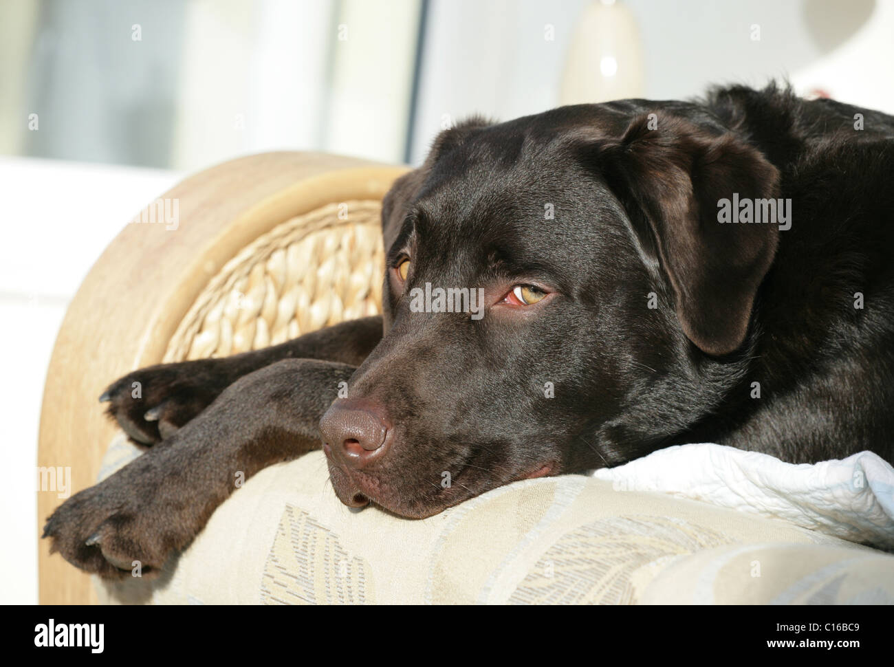 Adult chocolate labrador retriever hi-res stock photography and images ...