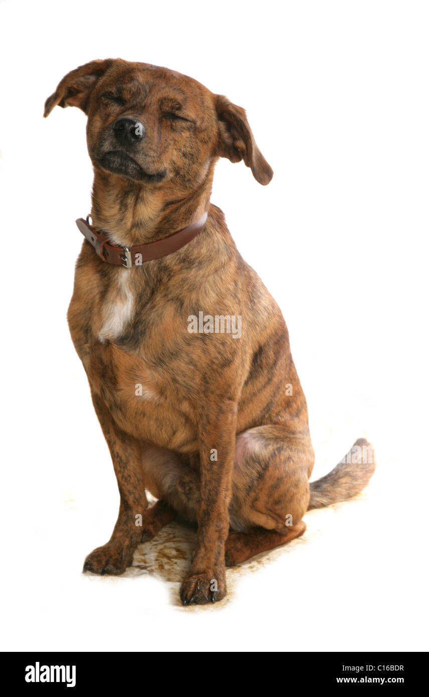 Mongral hi-res stock photography and images - Alamy