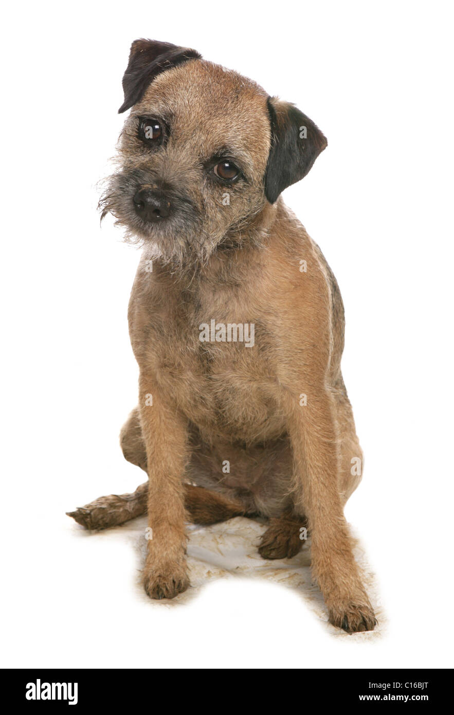 Border terrier adult hi-res stock photography and images - Alamy