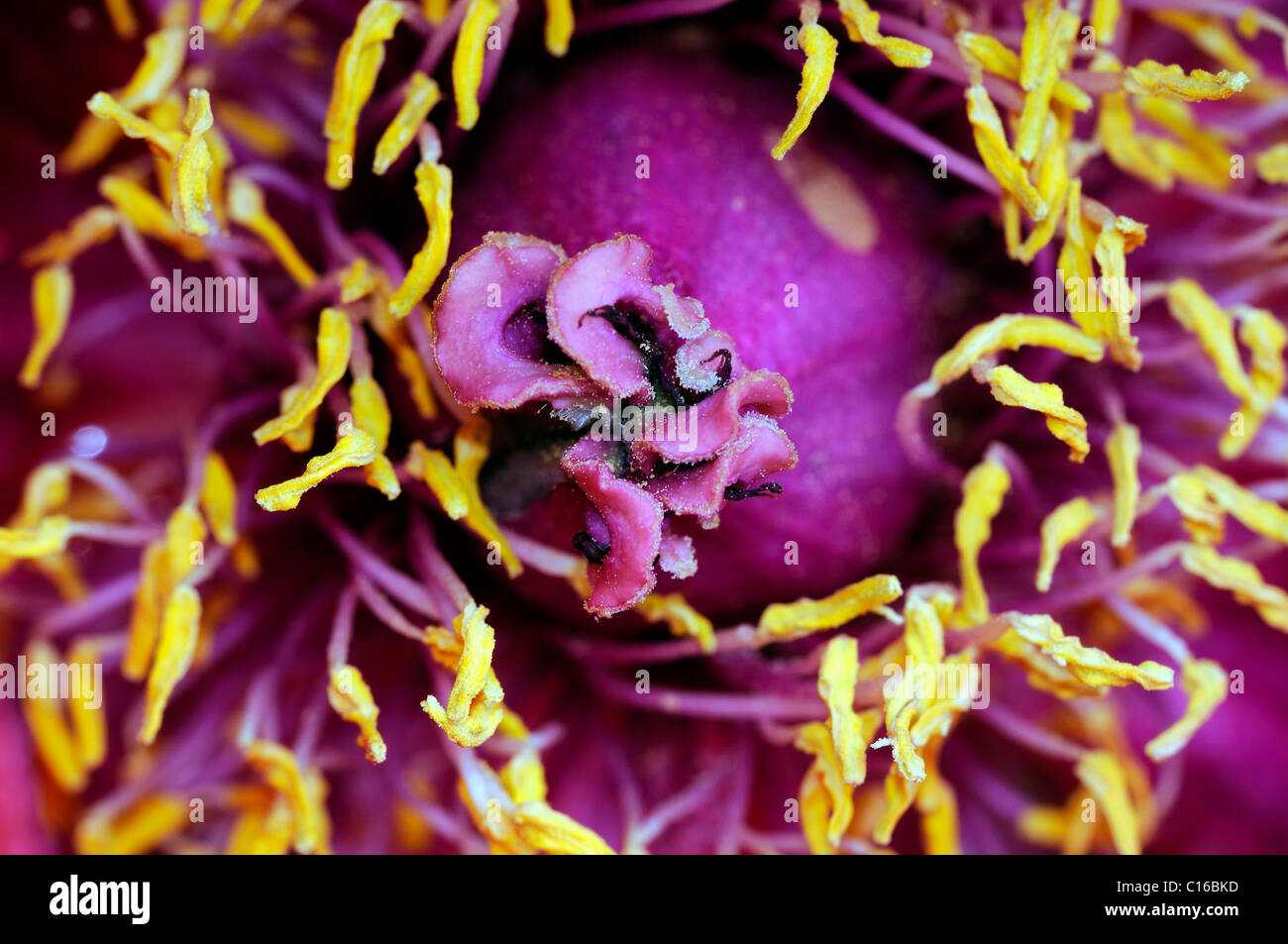 Impression of flower Stock Photo - Alamy