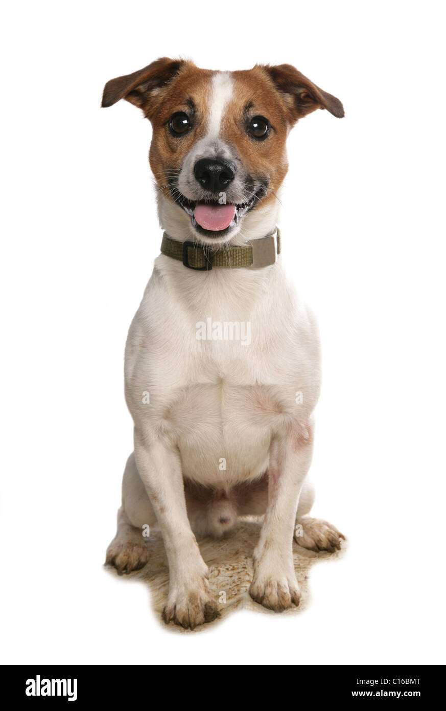 Jack Russell Terrier Single adult sitting in a studio UK Stock Photo ...