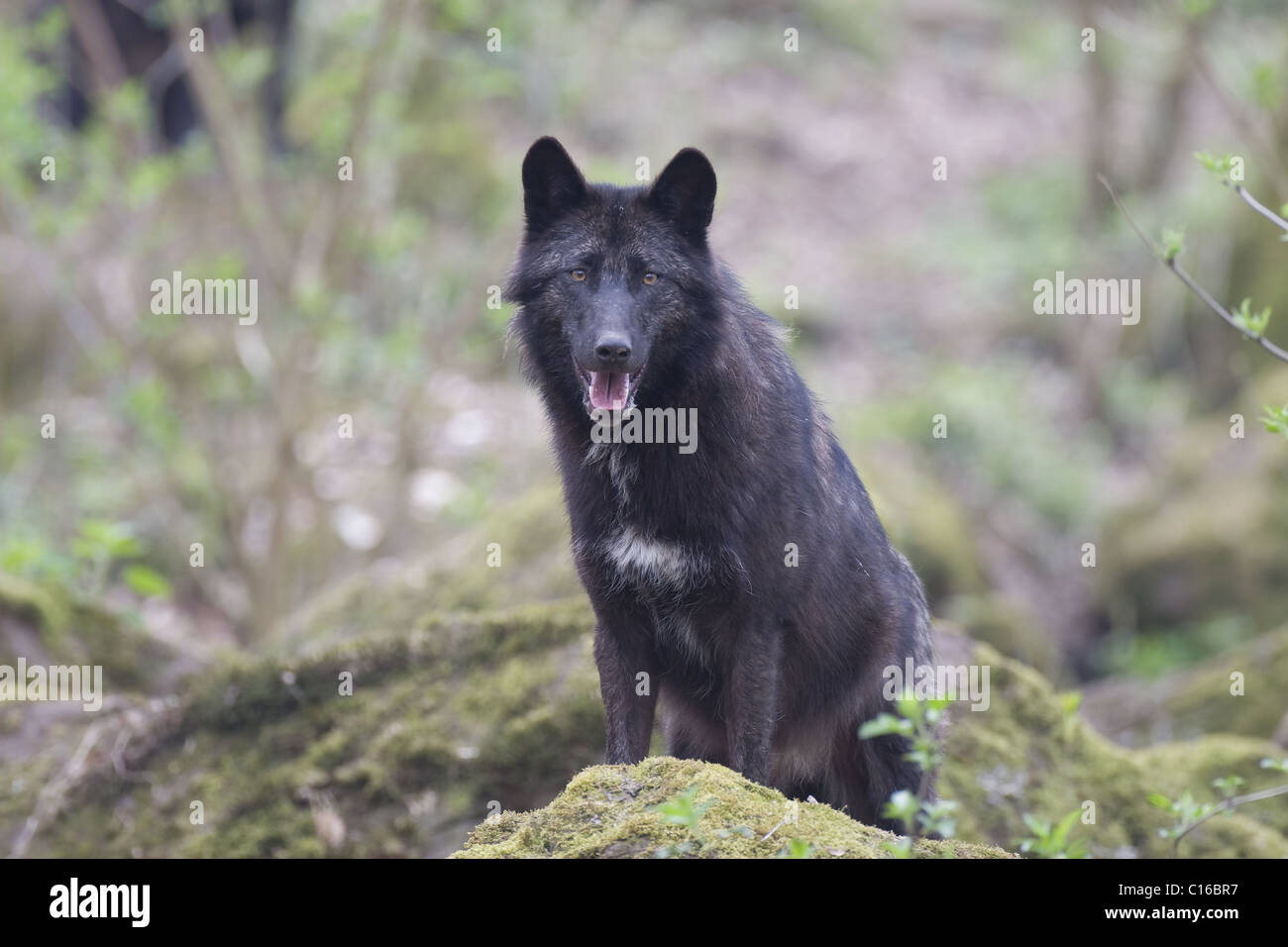 Schwarzer wolf hi-res stock photography and images - Alamy