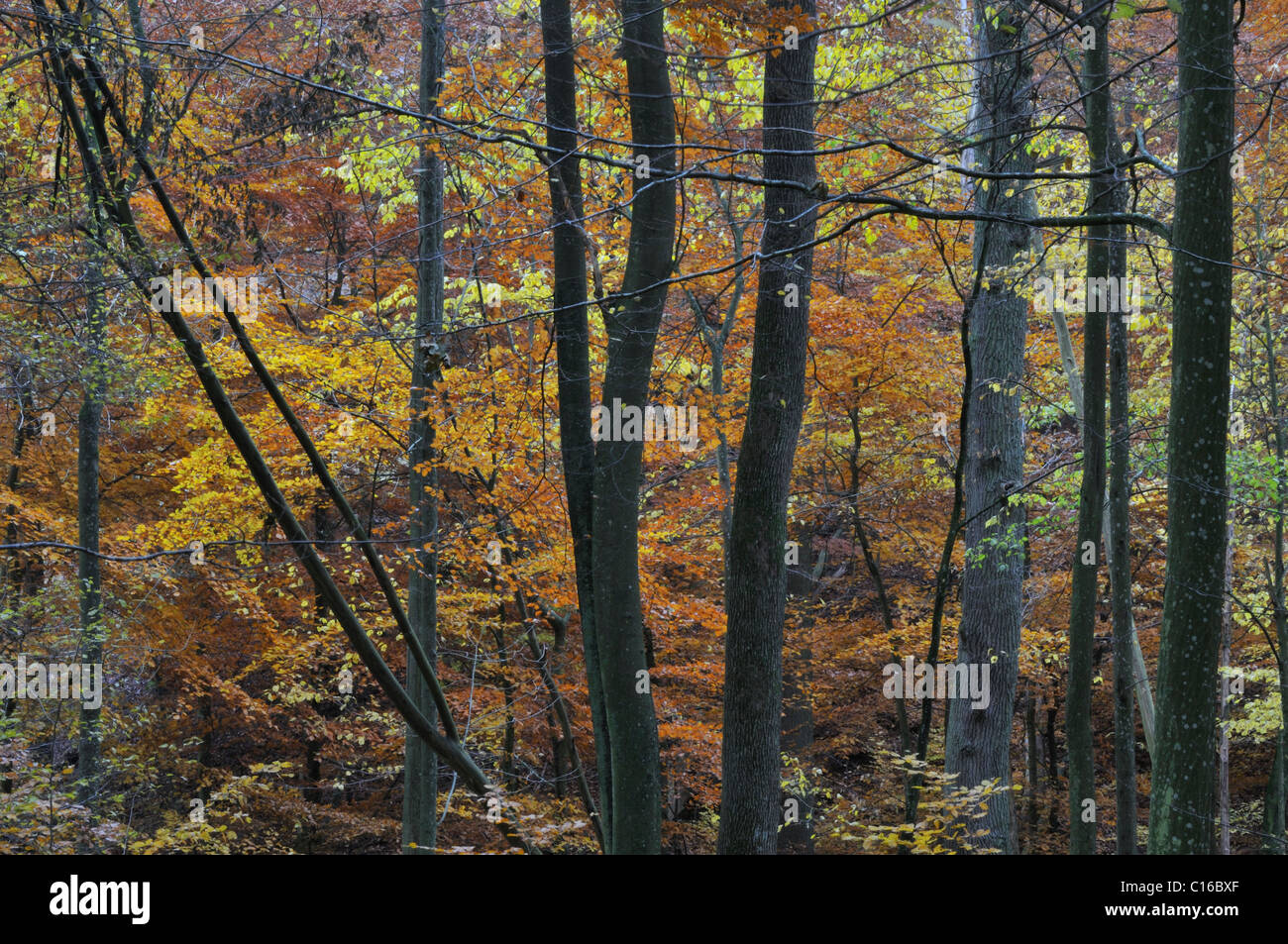 Deciduous forest in autumn, Skane Sweden Stock Photo - Alamy