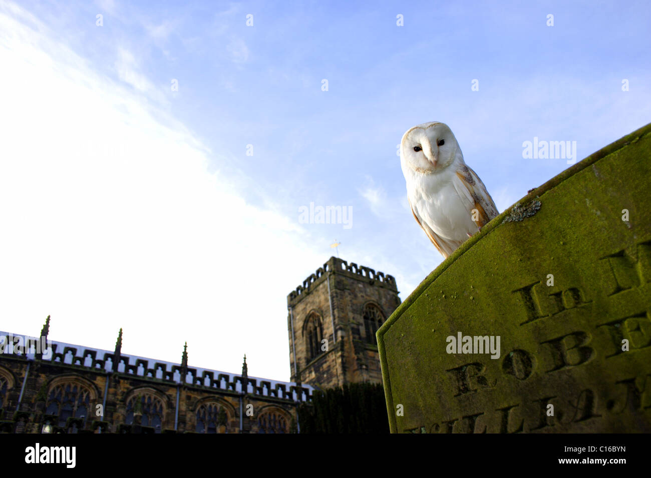 Barn Owl (Tyto alba), Yorkshire, UK Stock Photo - Alamy