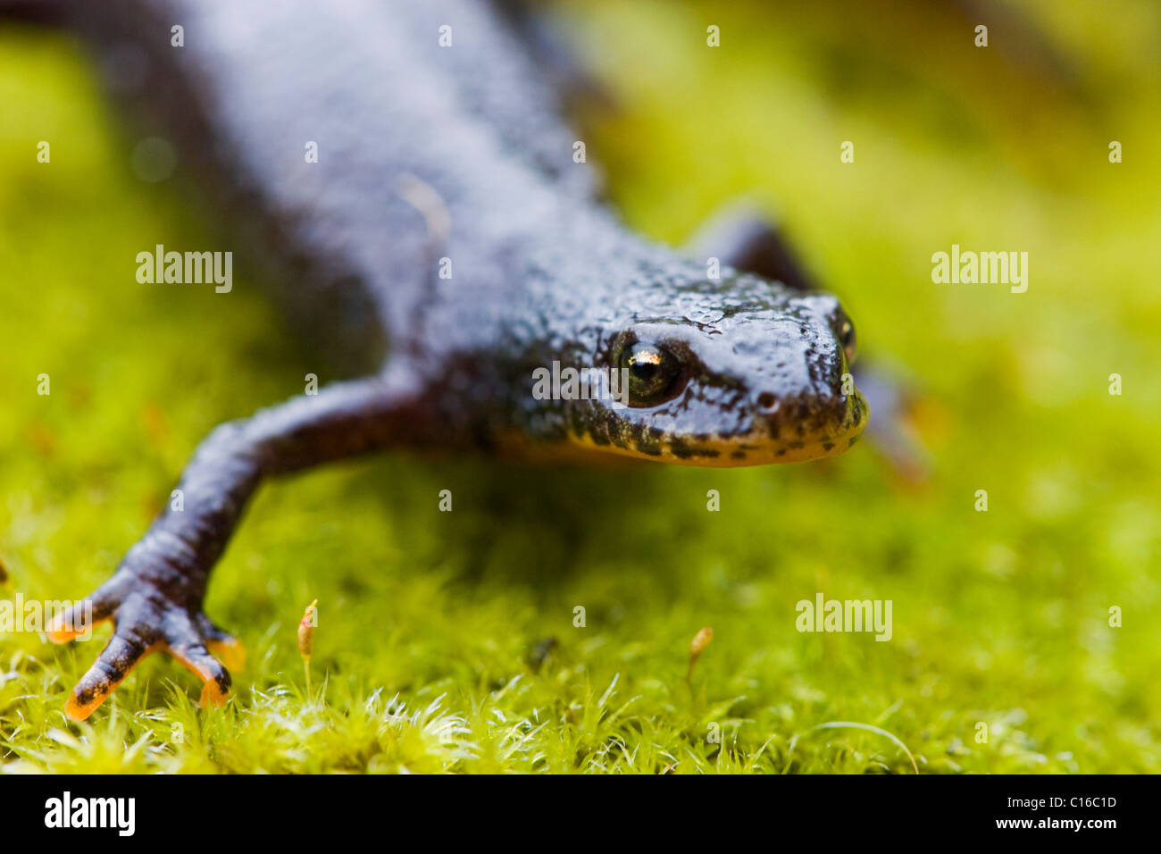 Newt hi-res stock photography and images - Alamy