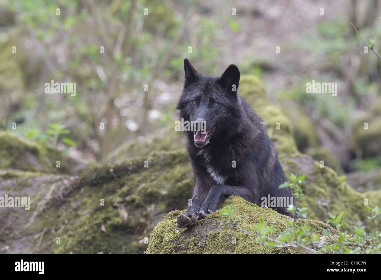 Timberwolf hi-res stock photography and images - Alamy