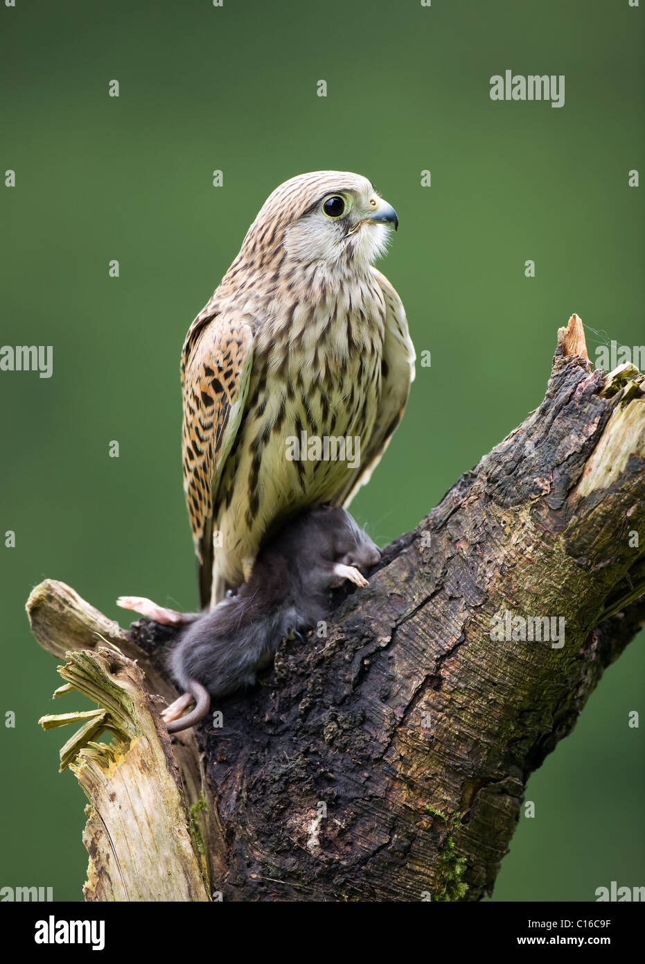 Common kestrel eurasian hi-res stock photography and images - Alamy
