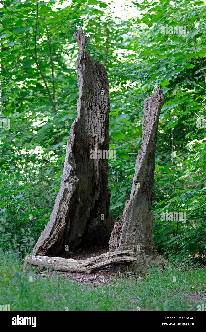 Old split tree stump Stock Photo - Alamy