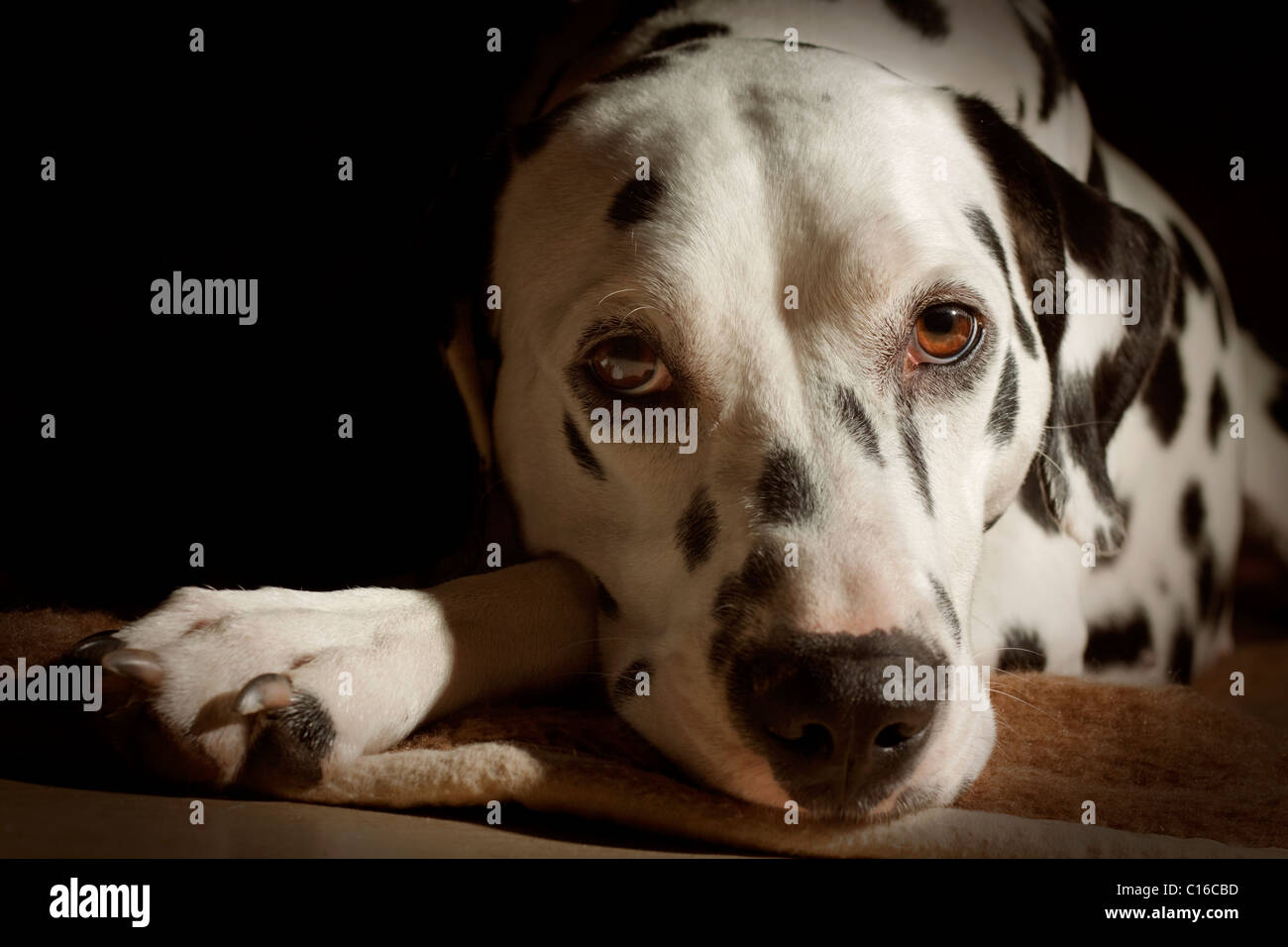 a dalmatian dog watching direct in to the camera (low key Stock Photo ...