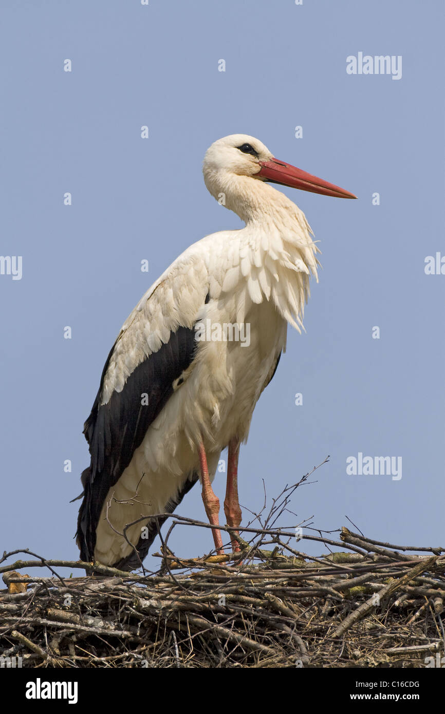 Breeding white stork hi-res stock photography and images - Alamy