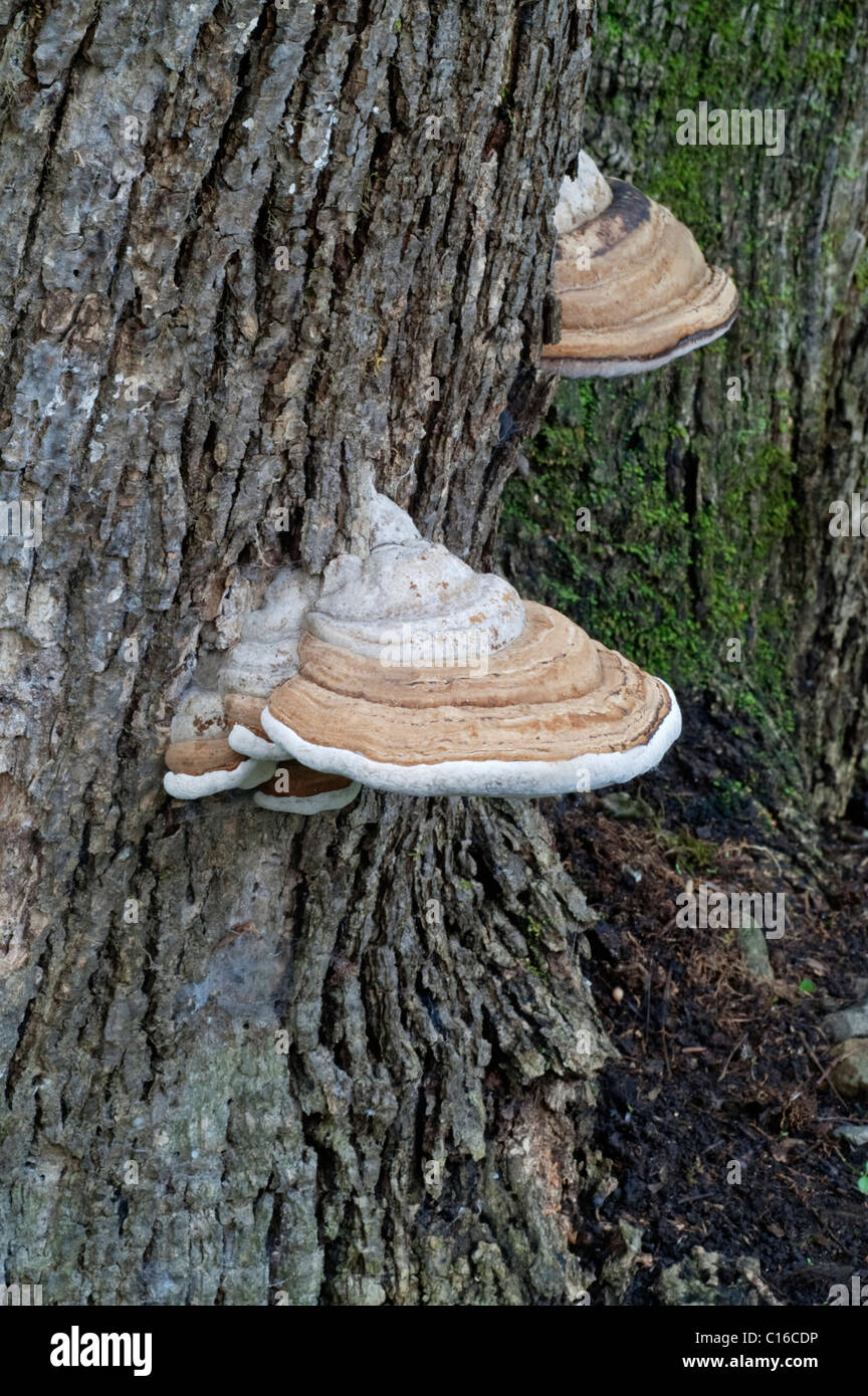 Artist's Conk fungus (Ganoderma applanatum Stock Photo - Alamy