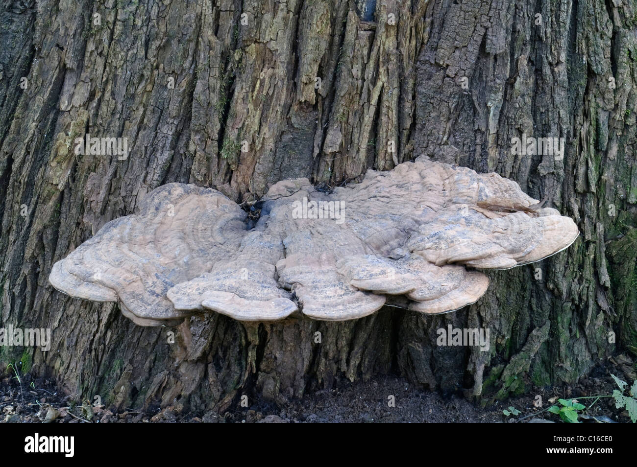 Artist's Conk fungus (Ganoderma applanatum Stock Photo - Alamy