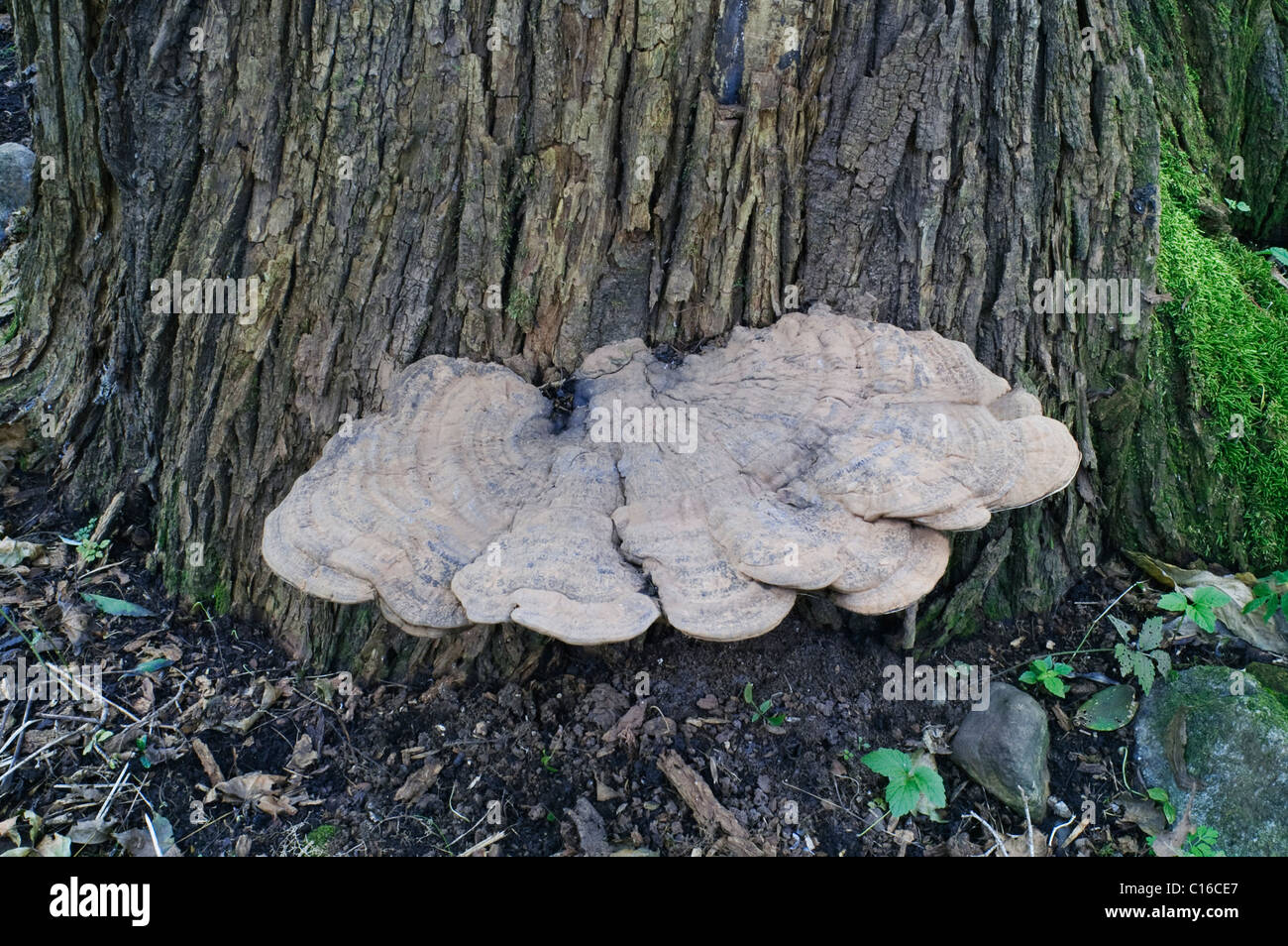 Artist's Conk fungus (Ganoderma applanatum Stock Photo - Alamy