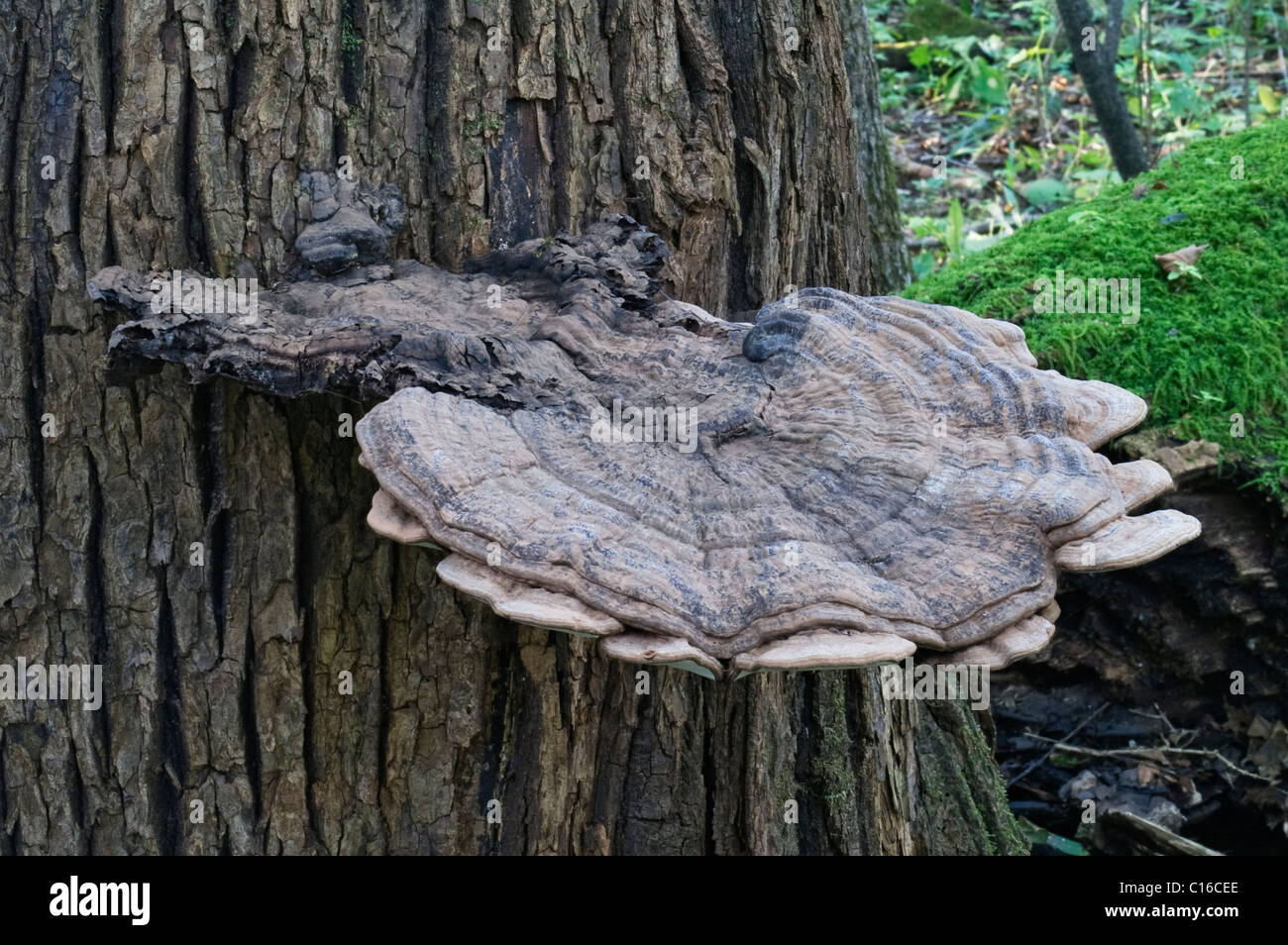Artist's Conk fungus (Ganoderma applanatum Stock Photo - Alamy