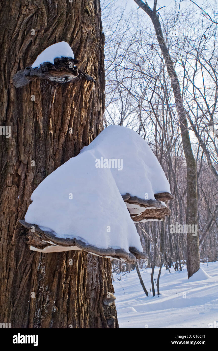 Artist's Conk fungus (Ganoderma applanatum Stock Photo - Alamy