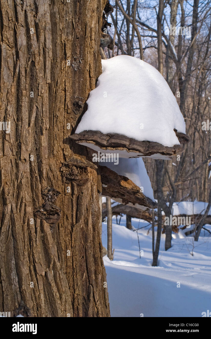 Artist's Conk fungus (Ganoderma applanatum Stock Photo - Alamy