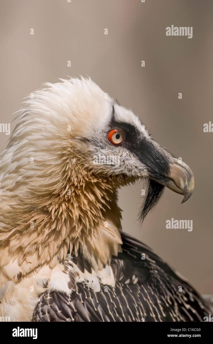 Bearded vultures head hi-res stock photography and images - Alamy