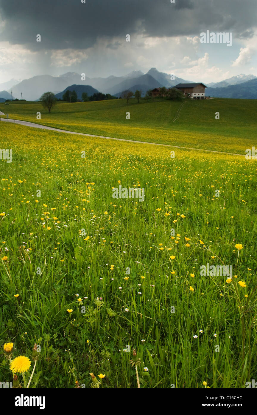 Austria Tyrol Meadow Mountains Flowers High Resolution Stock ...