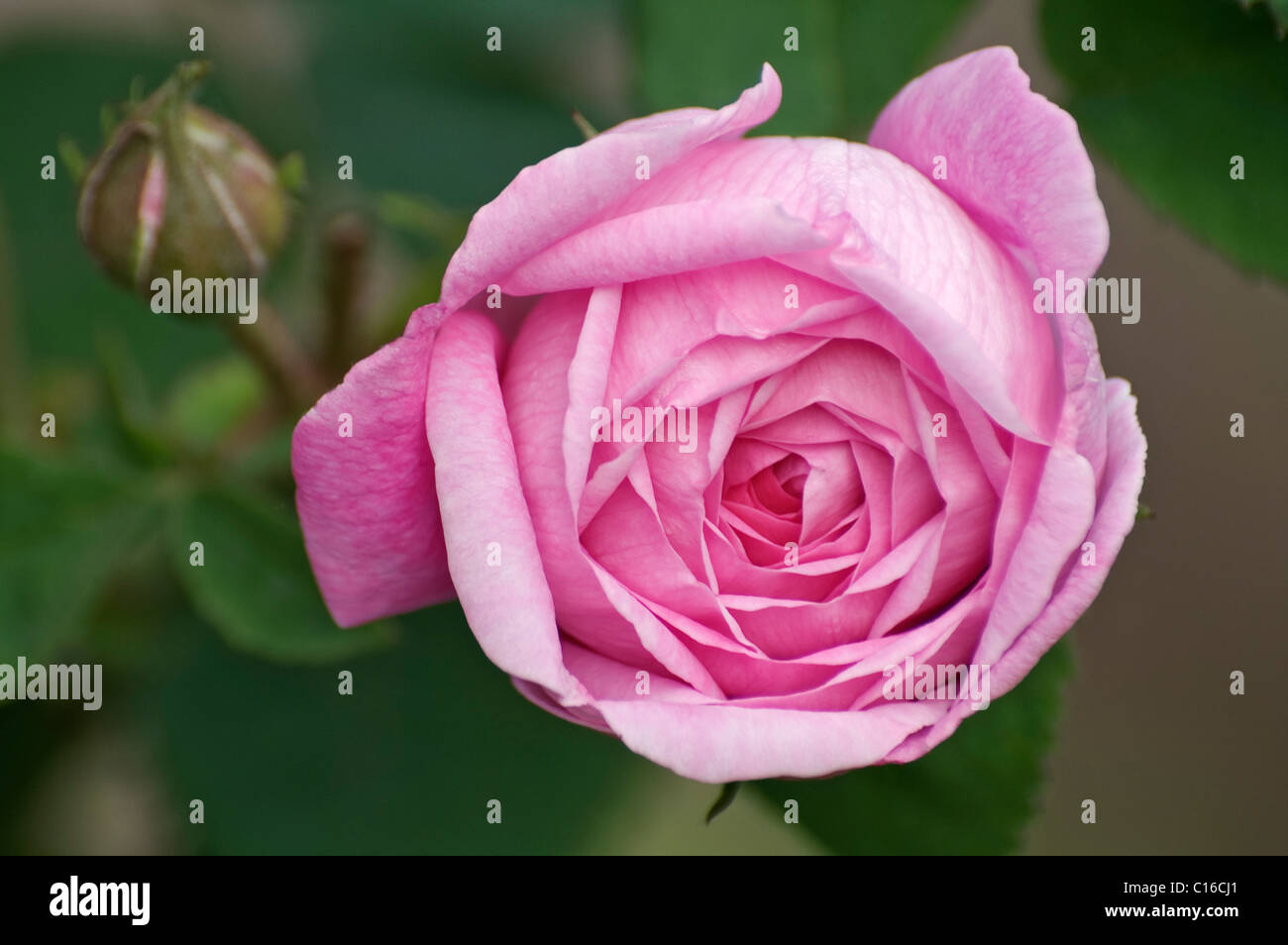 Rose (Rosa sp.), hybrid form Stock Photo - Alamy
