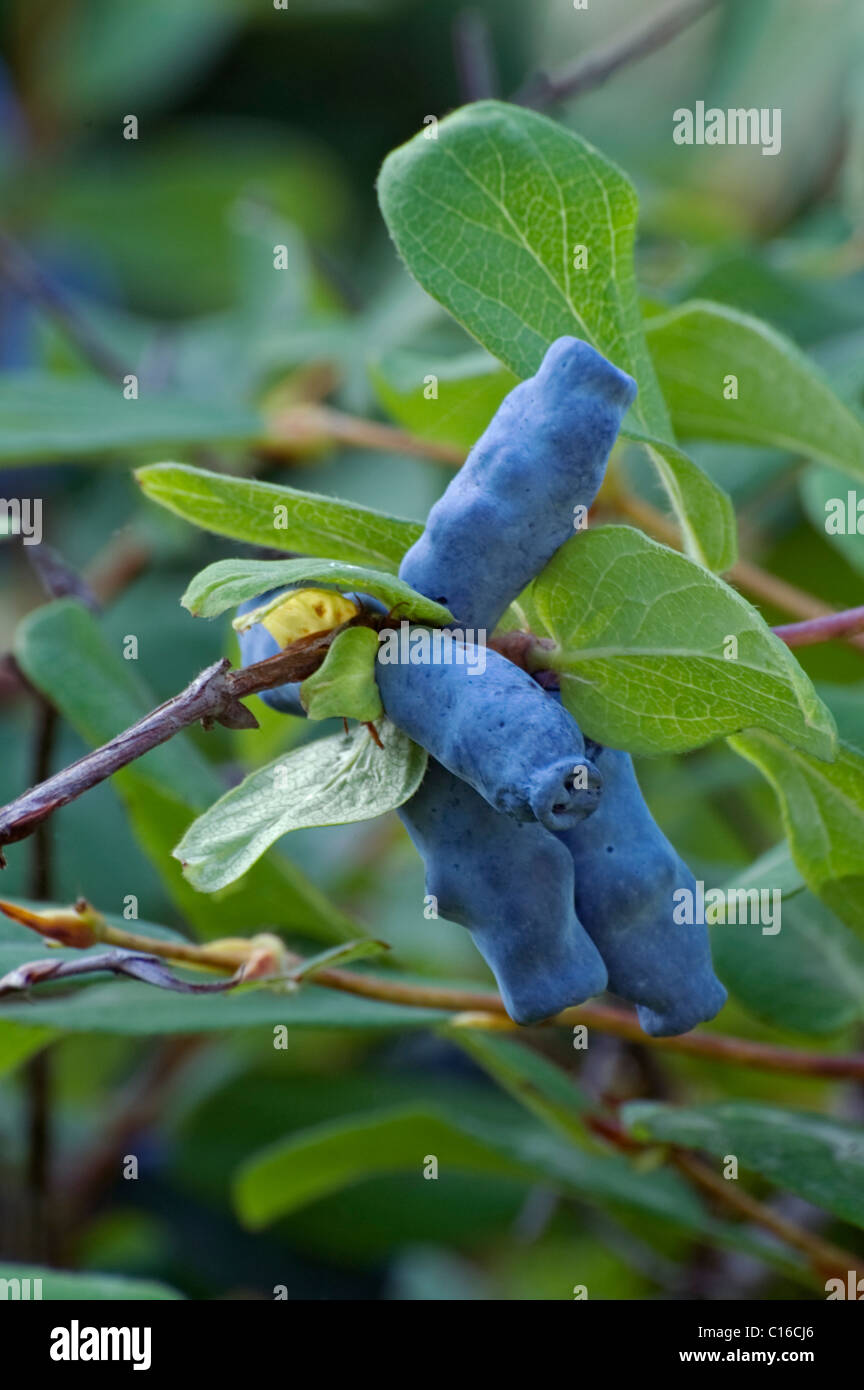 Lonicera Caerulea Edulis Plants Outlets Online | www.oceanproperty.co.th