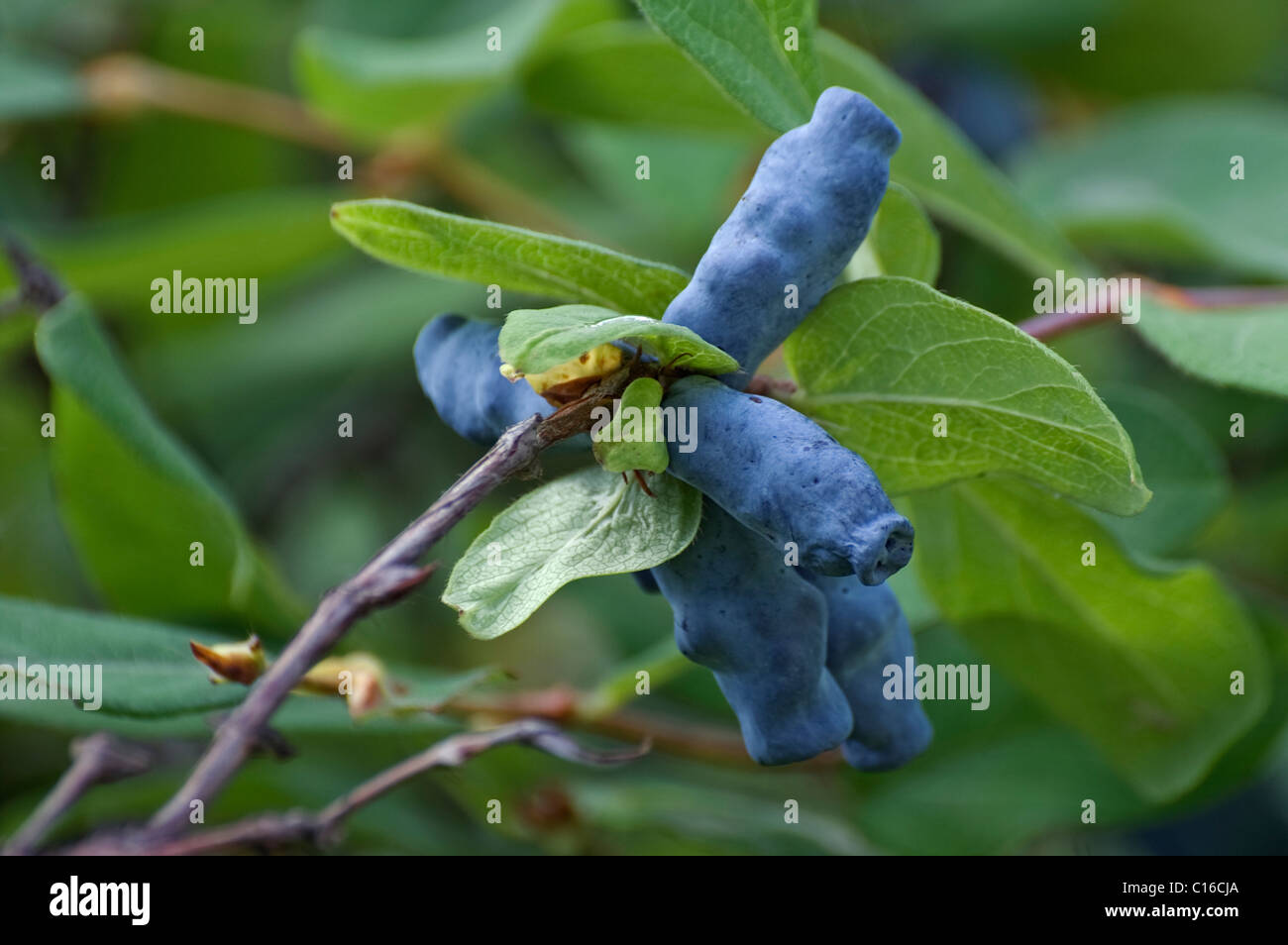 Sweetberry Honeysuckle (Lonicera caerulea subsp. edulis Stock Photo - Alamy