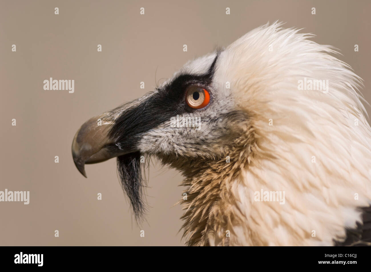 Bearded vultures head hi-res stock photography and images - Alamy