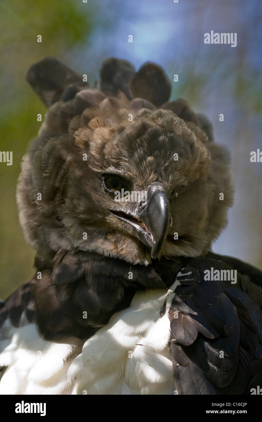 Harpy eagles hi-res stock photography and images - Alamy