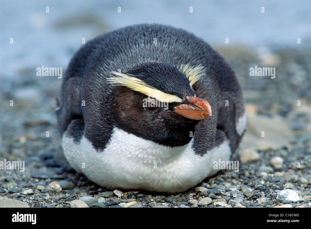 Fiordland Crested Penguin (Eudyptes pachyrhynchus), lying on the beach ...