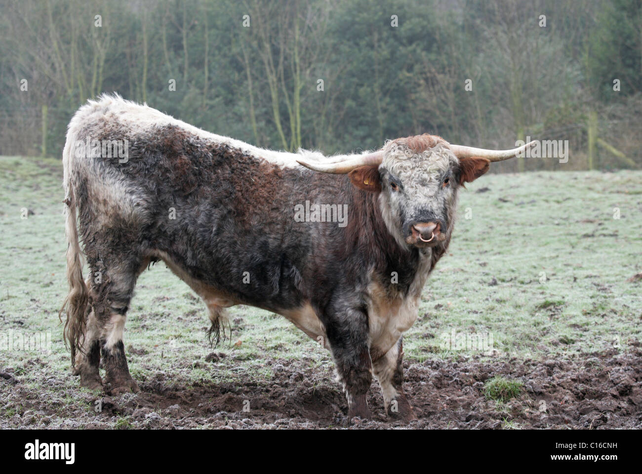 Single longhorn hi-res stock photography and images - Alamy