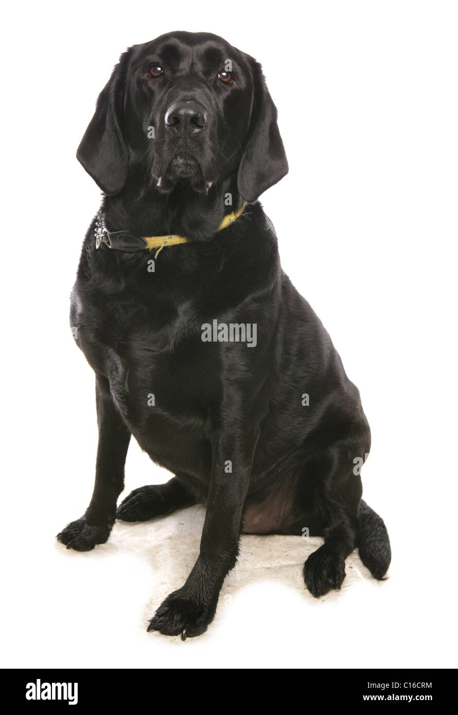 Mongral hi-res stock photography and images - Alamy