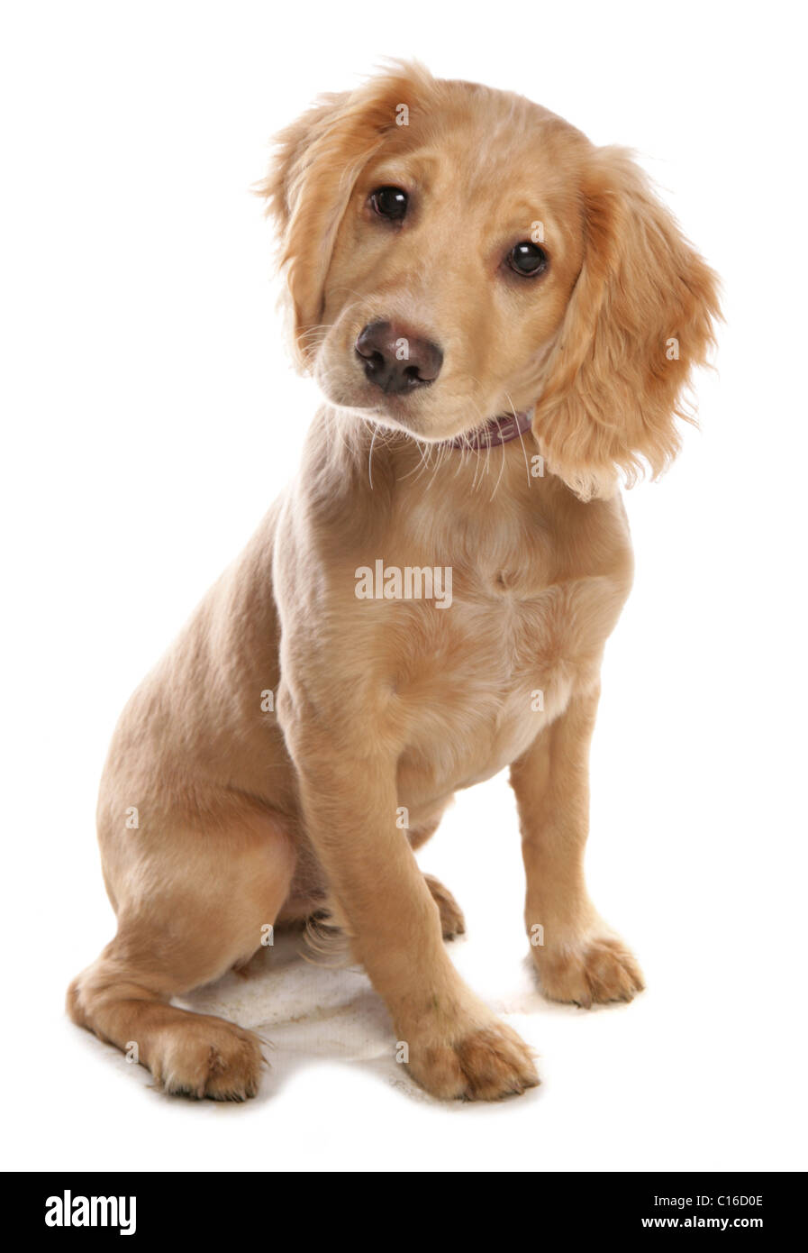 Cocker spaniel puppy sitting hi-res stock photography and images - Alamy