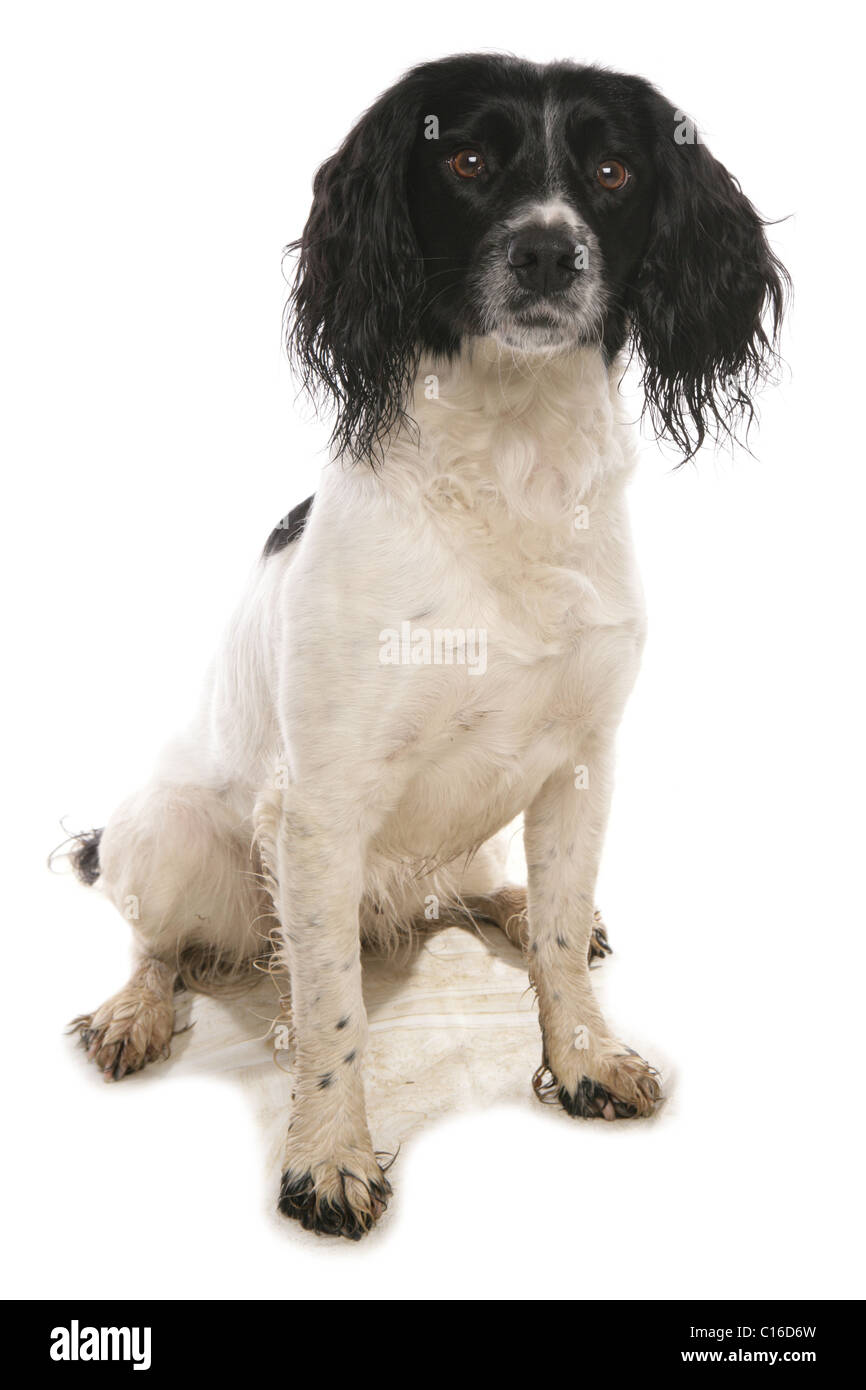 Springer Spaniel Single adult sitting in a studio UK Stock Photo - Alamy