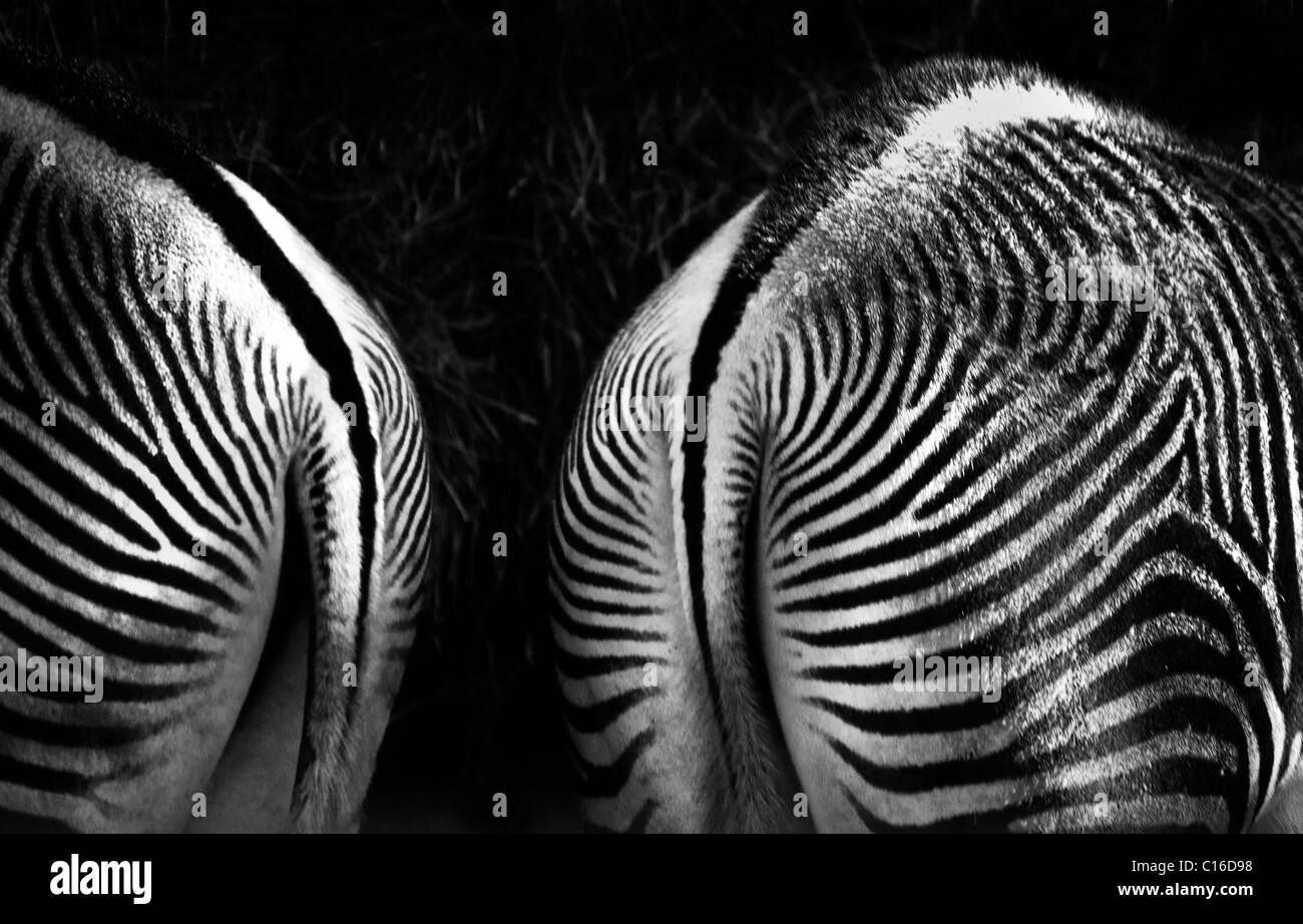 Rear End Of Zebra High Resolution Stock Photography and Images - Alamy