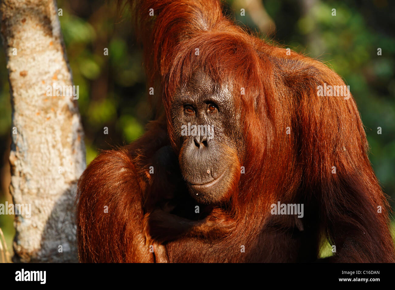 Bornean Orangutan (Pongo pygmaeus) in Tanjung Puting National Park ...