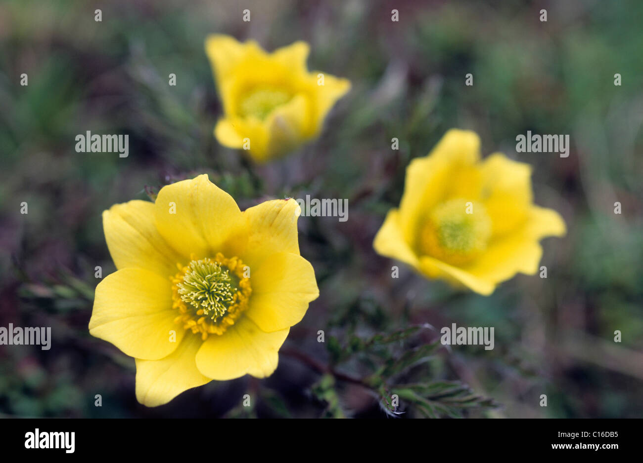 Yellow European Pasque Flower (Pulsatilla apiifolia) at Puflatsch ...