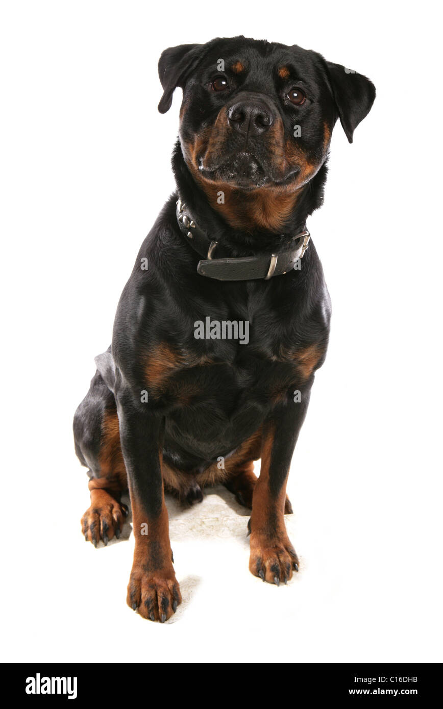 Rottweiler sitting hi-res stock photography and images - Alamy