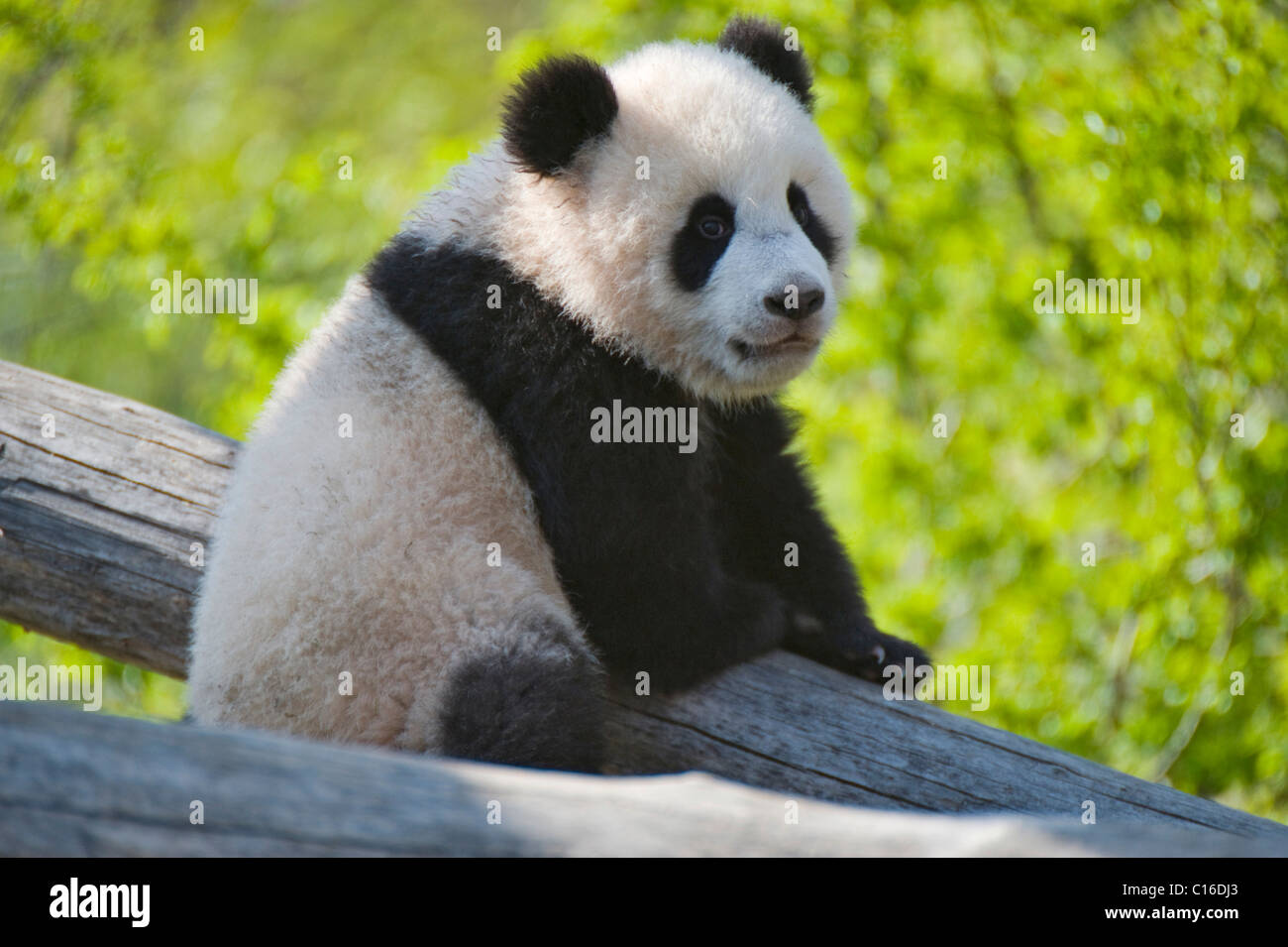 Young Panda (Ailuropoda melanoleuca) named Fu Long, Schoenbrunn Zoo ... Young Panda (Ailuropoda melanoleuca) named Fu Long, Schoenbrunn Zoo ...
