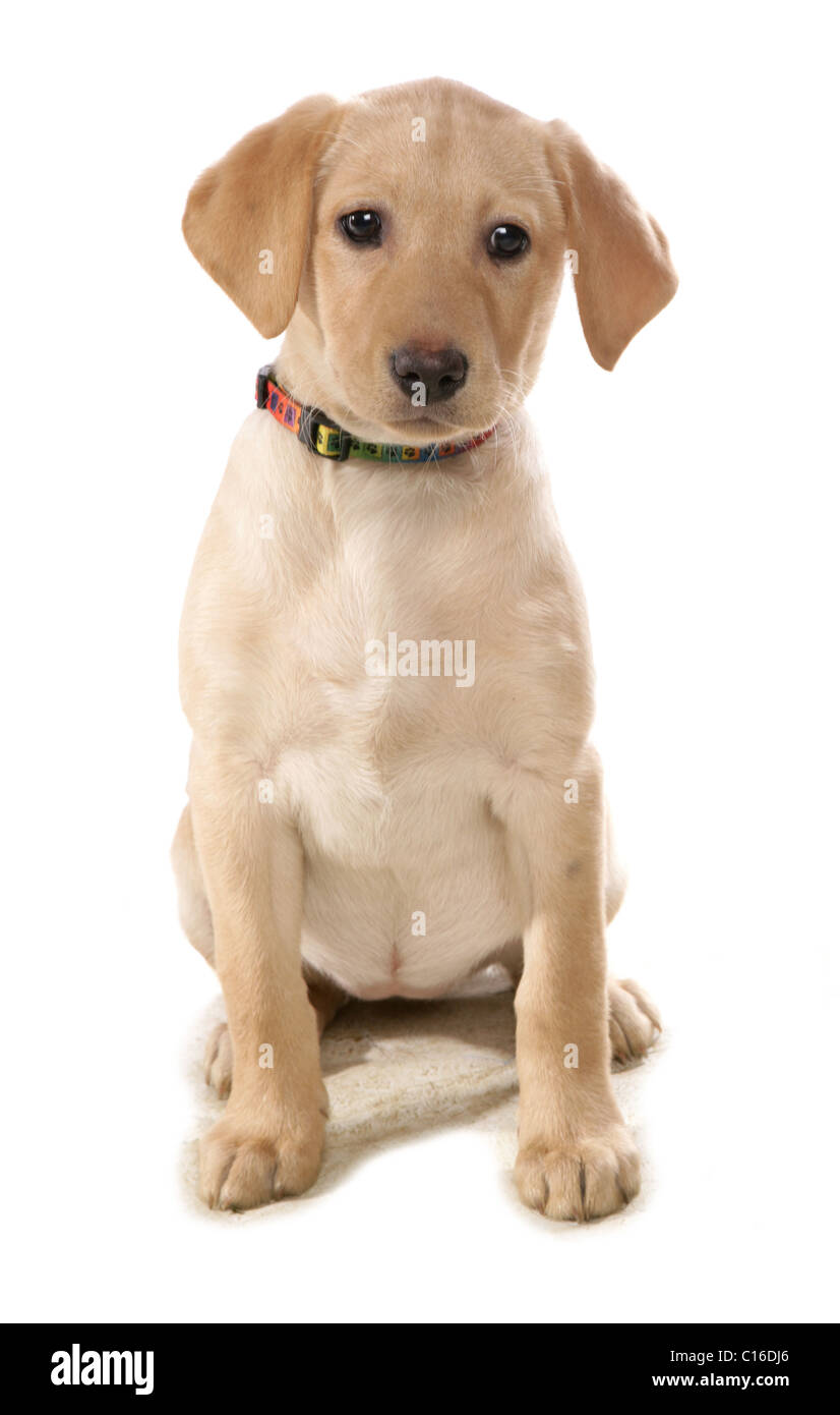 Labrador retriever cute isolated Cut Out Stock Images & Pictures - Alamy
