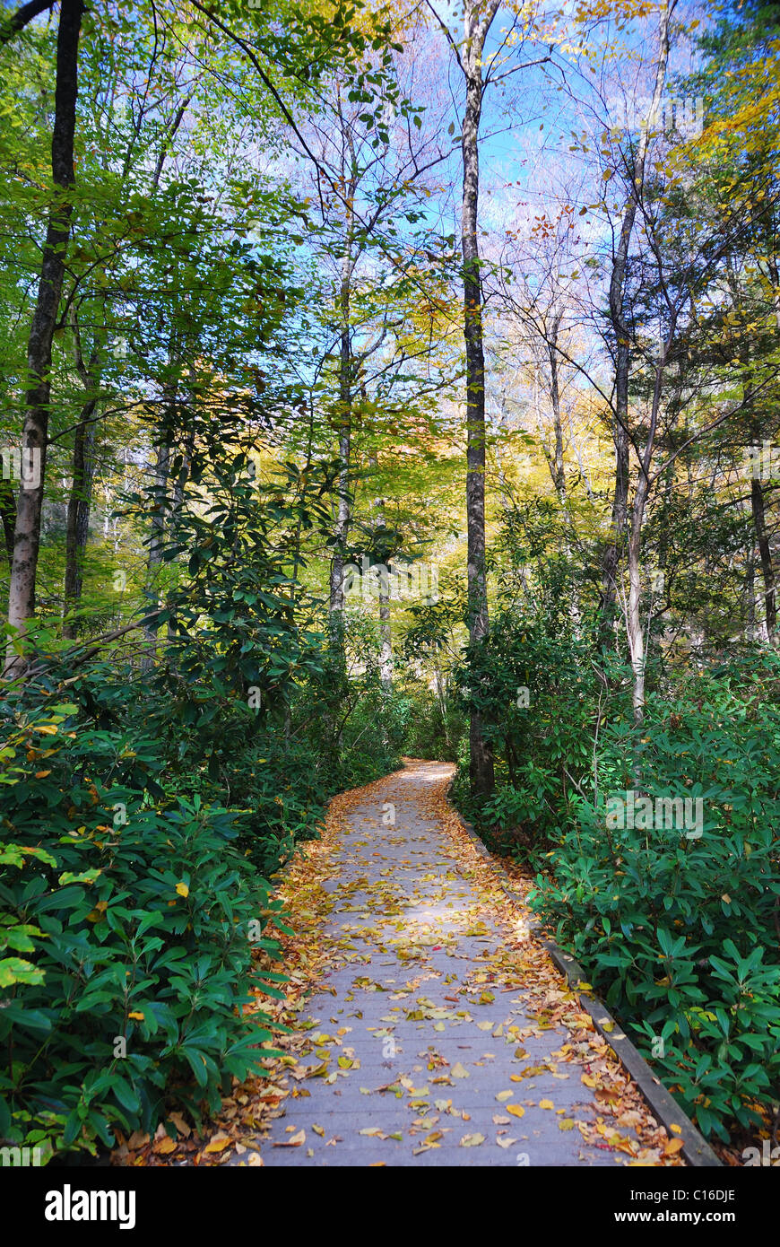 Autumn hiking trail with foliage in woods. From Bushkill Falls ...