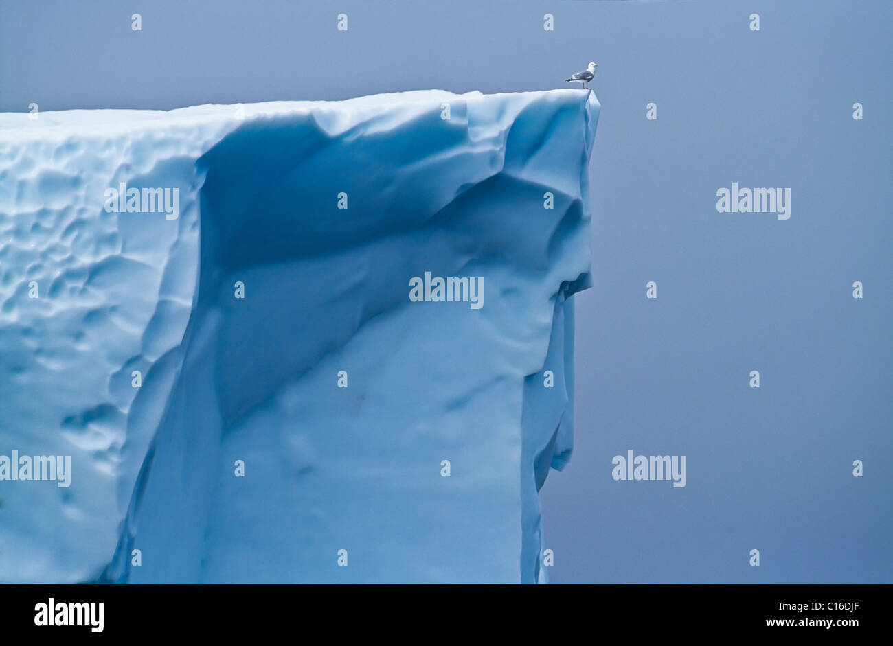 Iceberg off canada coast hi-res stock photography and images - Alamy