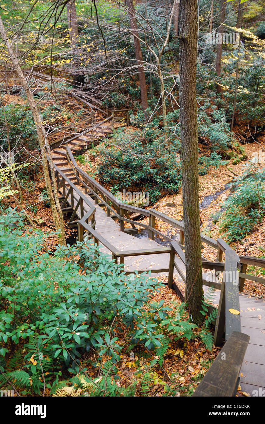 Autumn hiking trail with foliage in woods. From Bushkill Falls ...