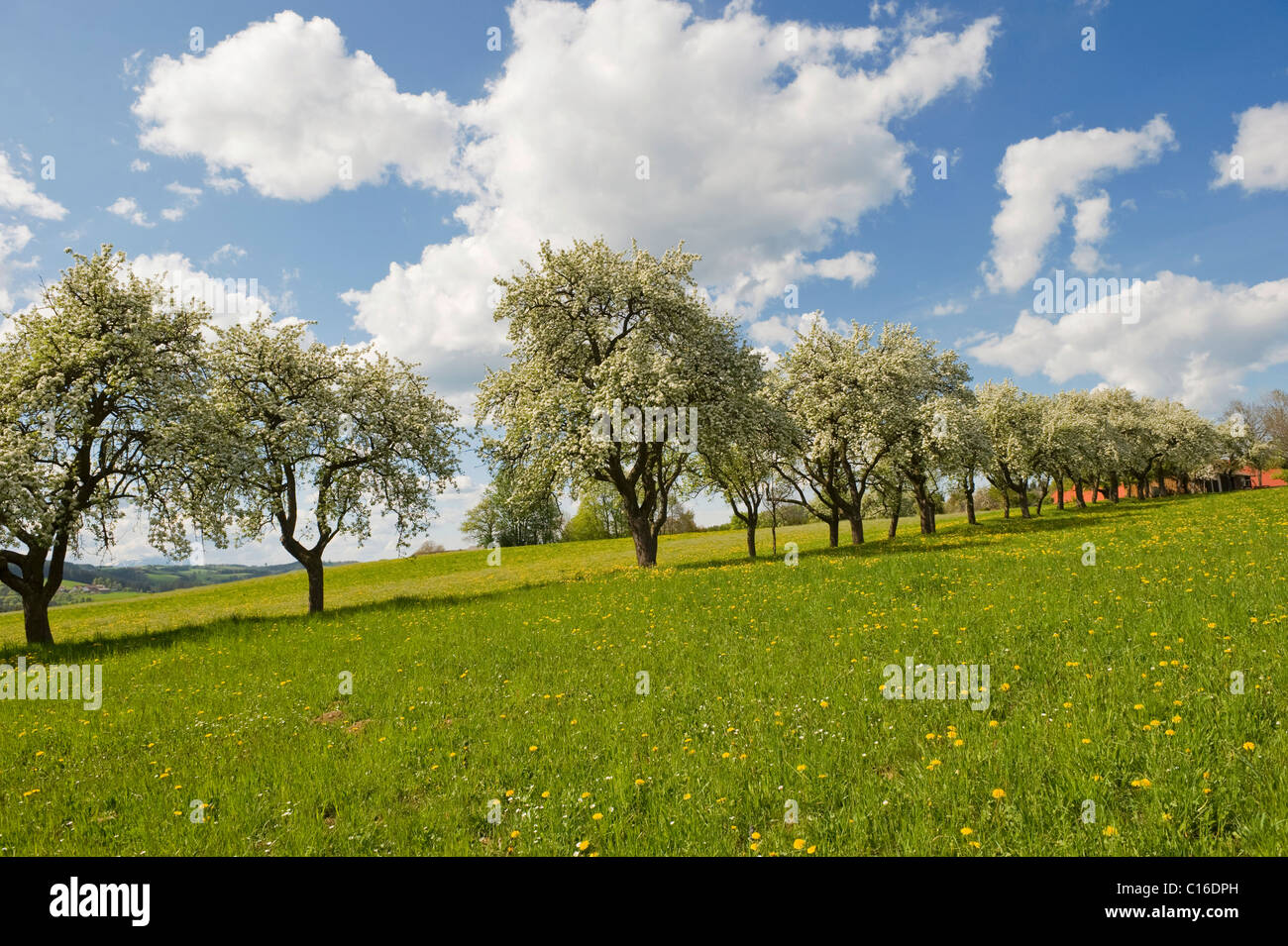 Blossoming pear tree trees in austria hi-res stock photography and ...