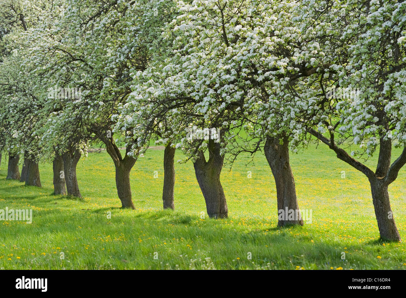 Blossoming pear tree trees in austria hi-res stock photography and ...