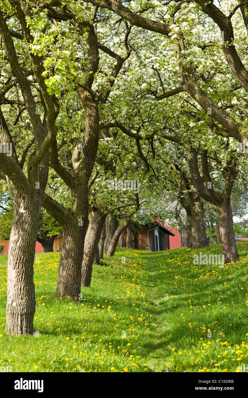 Blossoming pear tree trees in austria hi-res stock photography and ...