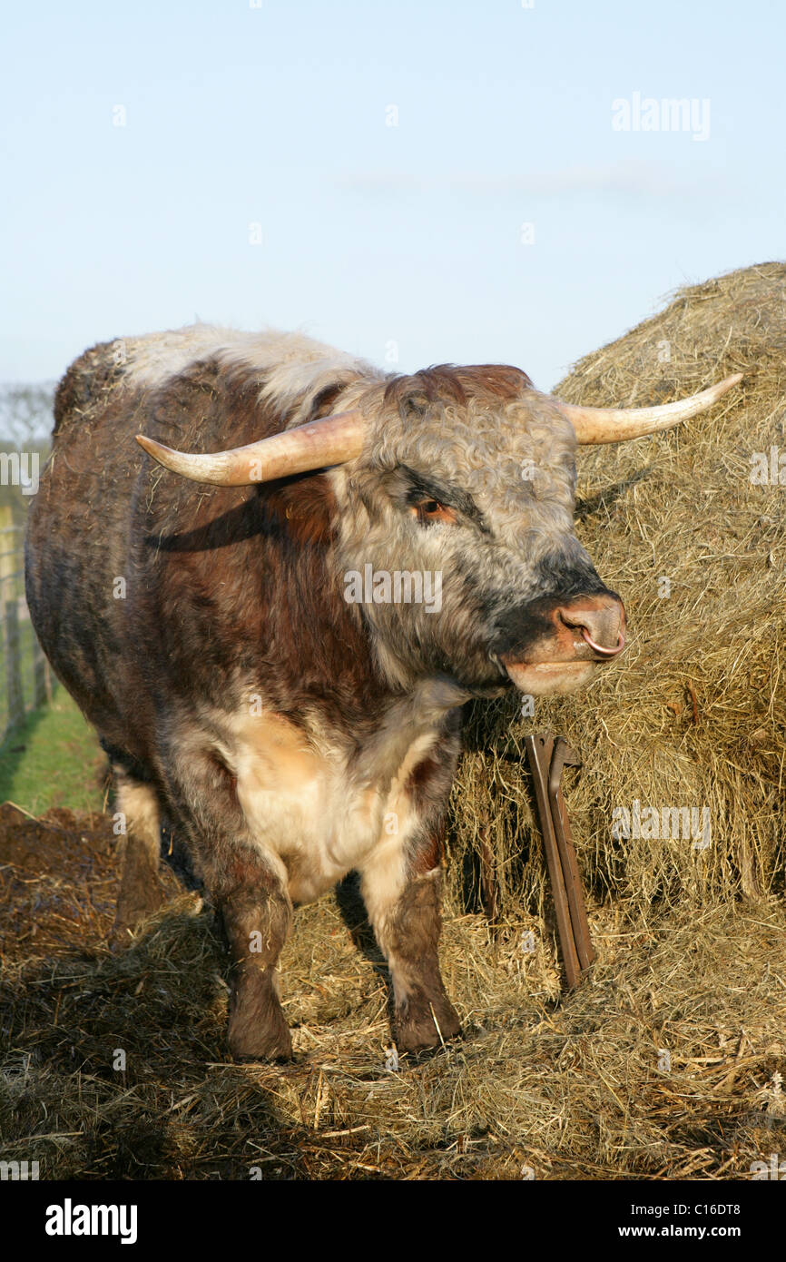 Single longhorn hi-res stock photography and images - Alamy