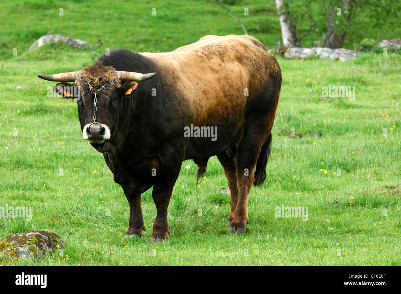 Standing Aubrac breeding bull, Aubrac Cattle, France, Europe Stock ...