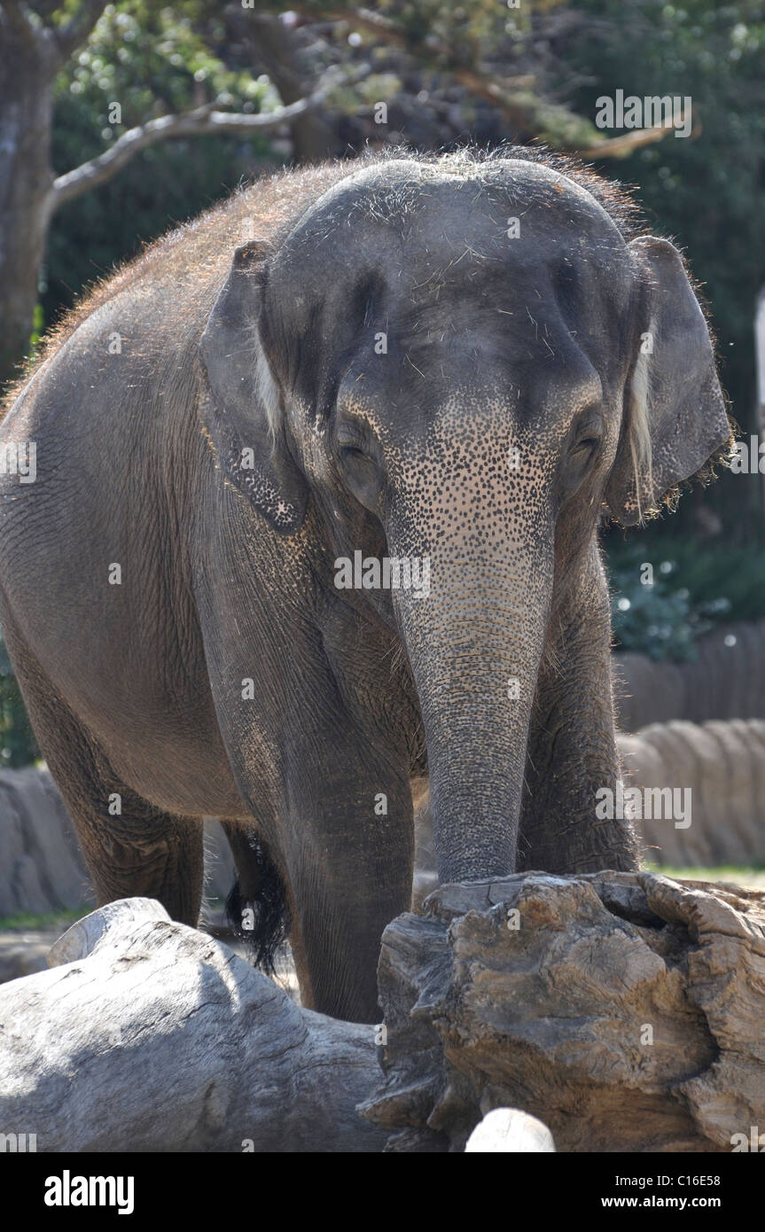 Big ear elephants hi-res stock photography and images - Alamy