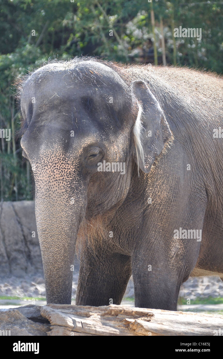 Asian elephant - Elephas maximus Stock Photo - Alamy
