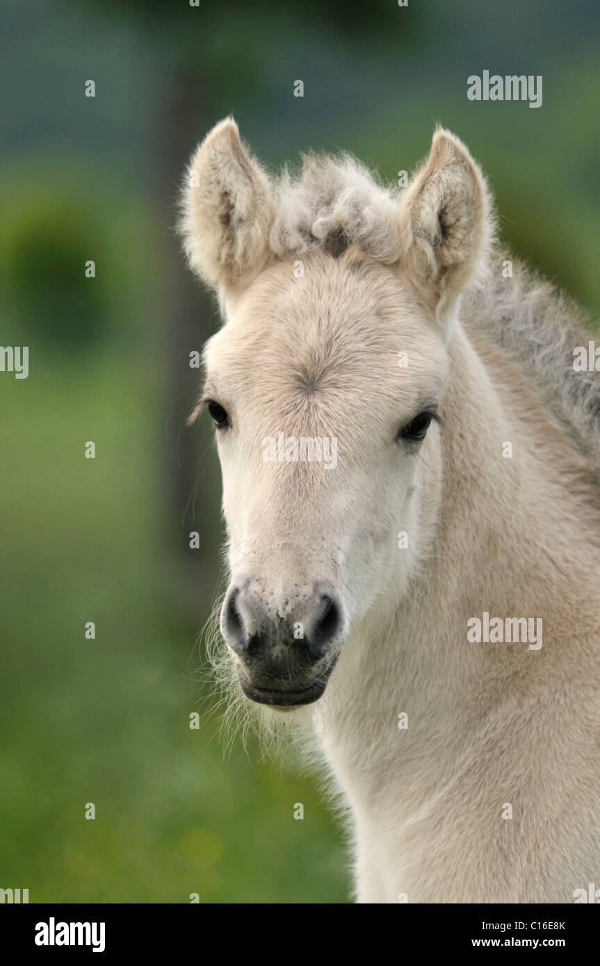 Foal, portrait, Fjord Horse, Norwegian Fjord Horse Stock Photo - Alamy
