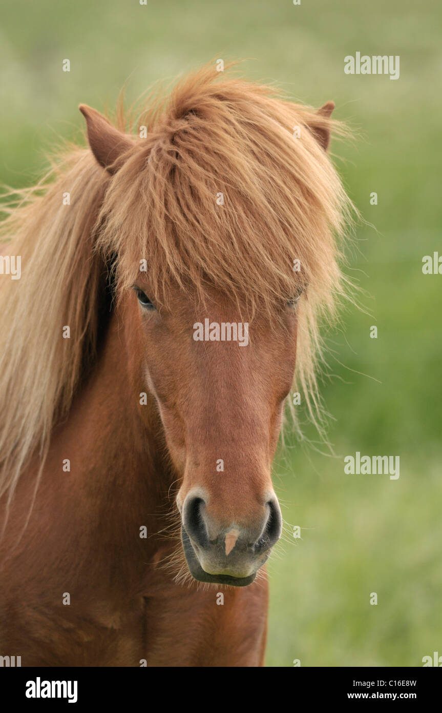 Brown pony, portrait Stock Photo - Alamy